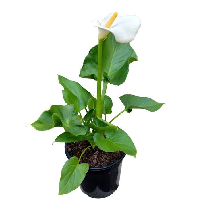 Jual TANAMAN HIAS Calla lily bunga putih - Kab. Bandung Barat - Kebun ...