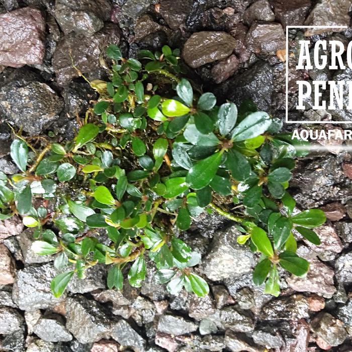 Jual Bucephalandra Mini Coin Clump - Tanaman Hias Aquascape - Jakarta ...