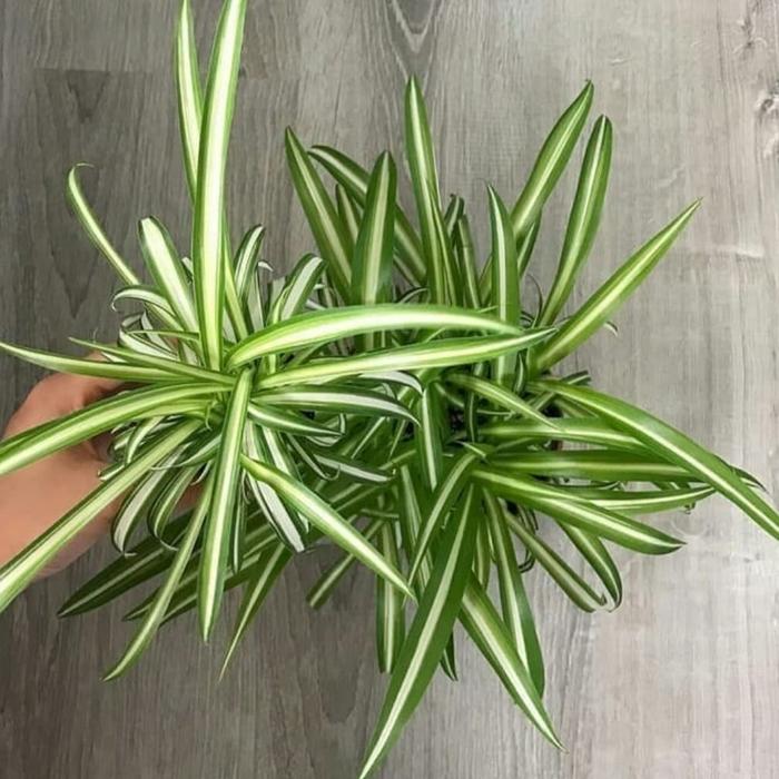 Jual Tanaman hias spider plant - Kota Tangerang Selatan - Rose Plant ...