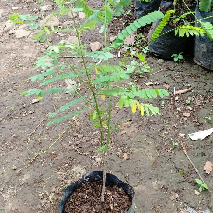 Jual Bibit Daun Saga - Pohon Tanaman Saga Rambat - Daun Herbal - Kota ...