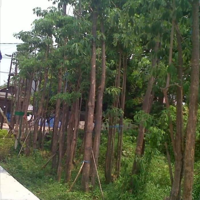 Jual Pohon Pule - Tanaman Pelindung Pohon pule fosil - Kab. Bogor ...