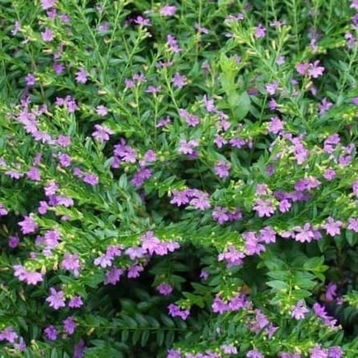 Jual Tanaman hias Taiwan ungu - bunga Cuphea hyssopifolia - Kab. Bogor ...