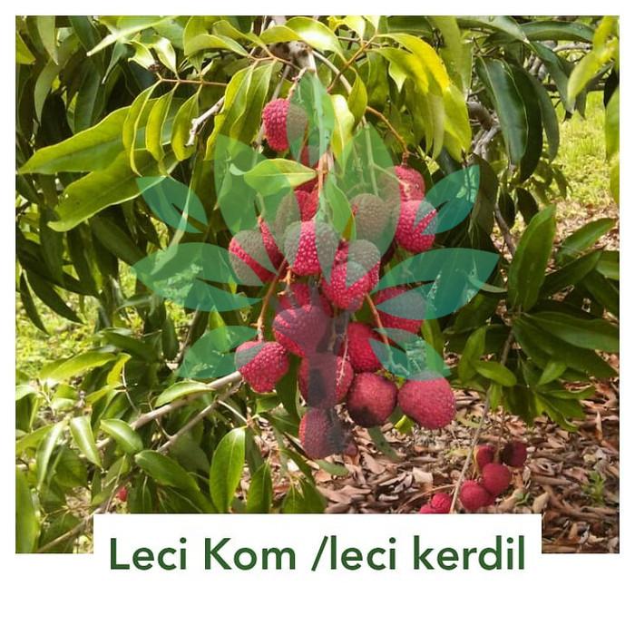 Bibit Pohon Leci