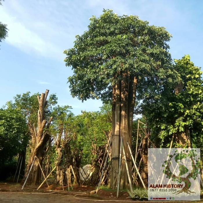 Jual Pohon pule - pohon pelindung - pohon pulai - Kab. Bogor - Alam ...
