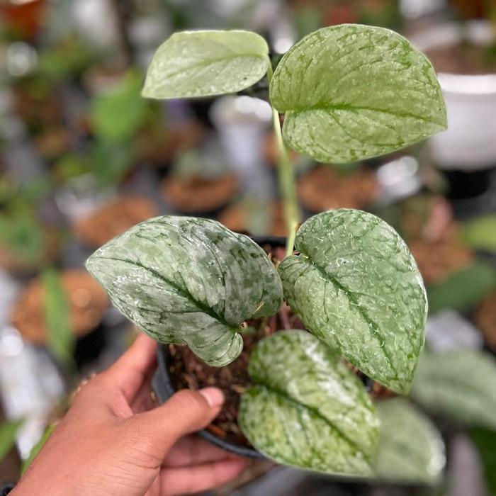 Jual tanaman hias scindapsus pictus silver splash - scindapsus siver ...
