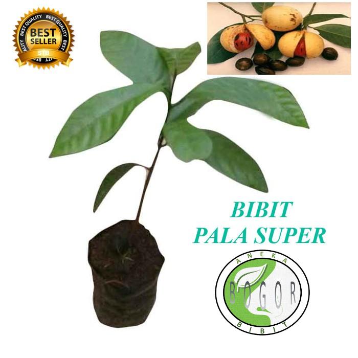 Bibit Pohon Pala