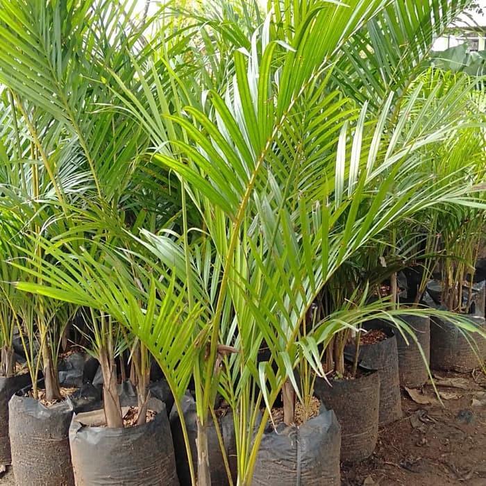 Jual Palm Kuning Tinggi 60-70 Cm - Tanaman Indoor Atau Outdoor - Kab ...