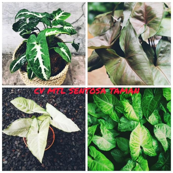 Jual paket murah 4 jenis tanaman syngonium - pohon singonium - Kab ...