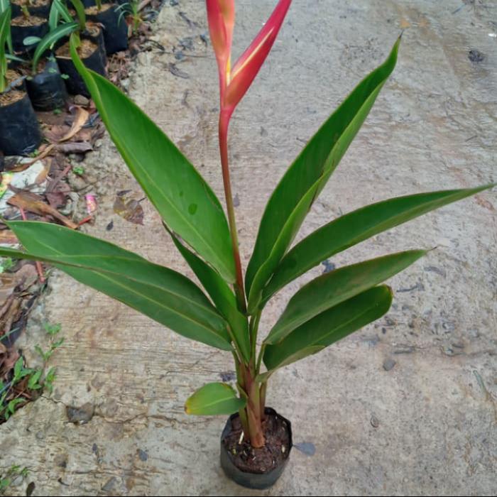 Jual Tanaman hias pisang pisangan bunga merah - pisang heliconia kuning ...