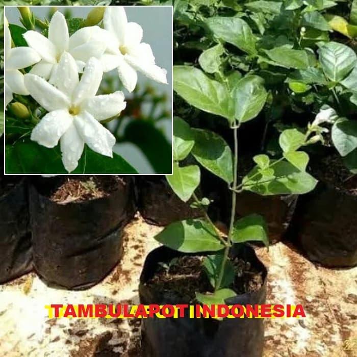 Jual Bibit Melati Kampung/Tanaman Bunga Melati Kampung Melati Wangi ...