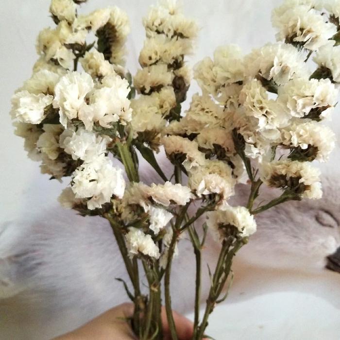 Jual Statice Flower / Bunga Asli Statice - Jakarta Barat - preserved ...