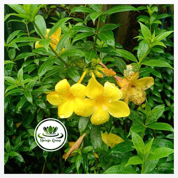 Jual Tanaman Rambat Mandevilla Bunga Kuning | Pohon Mandevila - Kab ...