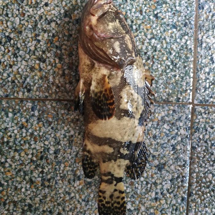 Jual IKAN KERAPU BUNGA MACAN FRESH FROZEN SEAFOOD uk 5-6ons Per ekor ...