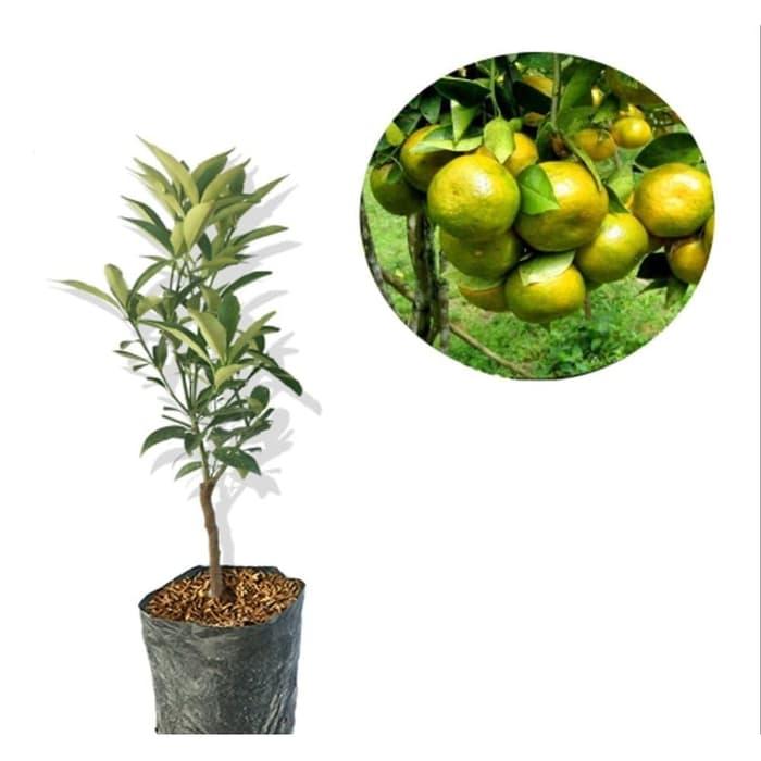 Jual Bibit Tanaman Buah Jeruk Manis Pacitan - Kota Surabaya - Grosir ...