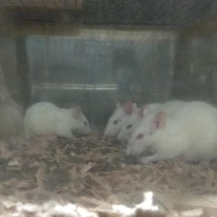 Jual Tikus Putih Rat Laboratorium atau pakan reptil MEDIUM - Kota Bogor ...