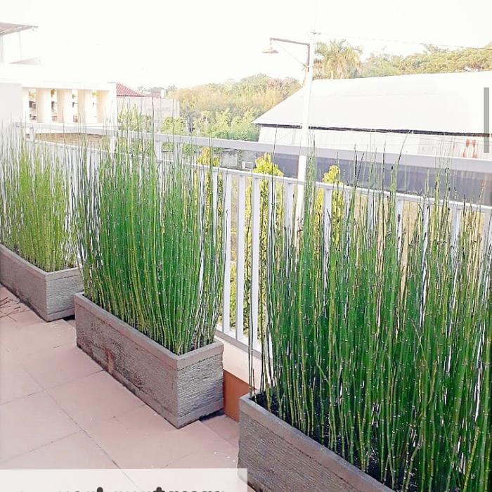 Jual paket tanaman bambu air+pot panjang minimalis 70 cm+media tanam ...