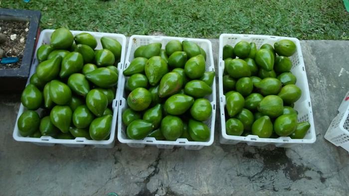 Jual ALPUKAT MENTEGA JUMBO KEMASAN 5 KG ( 1KG ISI 3 ATAU 2 KG ISI 5 ...