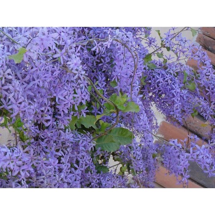 Jual Bibit Tanaman Hias Rambat Petrea Biru 40cm - Bunga Patrea Biru ...