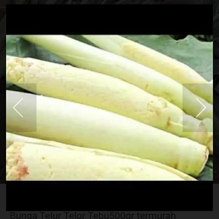 Jual Telur Tebu Turubuk Fresh Sayuran langka 500 grm - Kab. Pangandaran ...