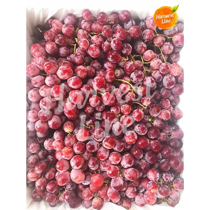 Jual BUAH ANGGUR RED GLOBE Australia 500 gram - 500 gram - Kab ...