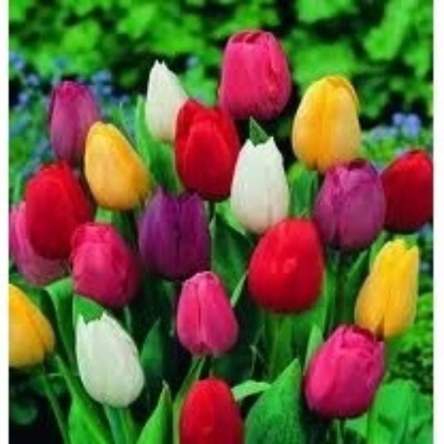 Bunga Tulip Warna Warni