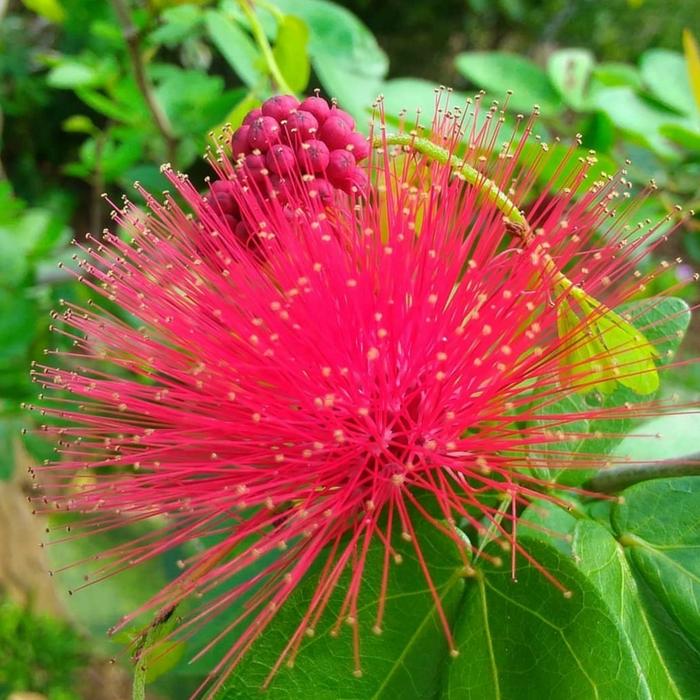 Jual Pohon bunga kaliandra - tanaman kaliandra - Kota Depok - Gardener ...