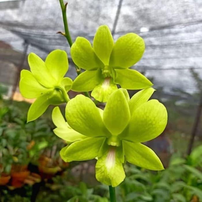 Jual Tanaman Hias Anggrek Dendrobium Bunga Hijau - Anggrek Dendrobium ...