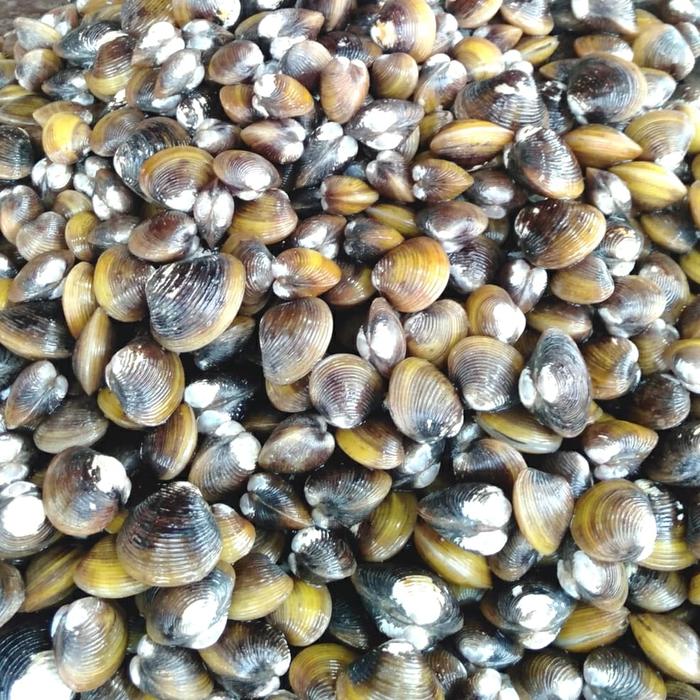 Jual kerang remis fresh - Jakarta Timur - happy foods tokopedia | Tokopedia