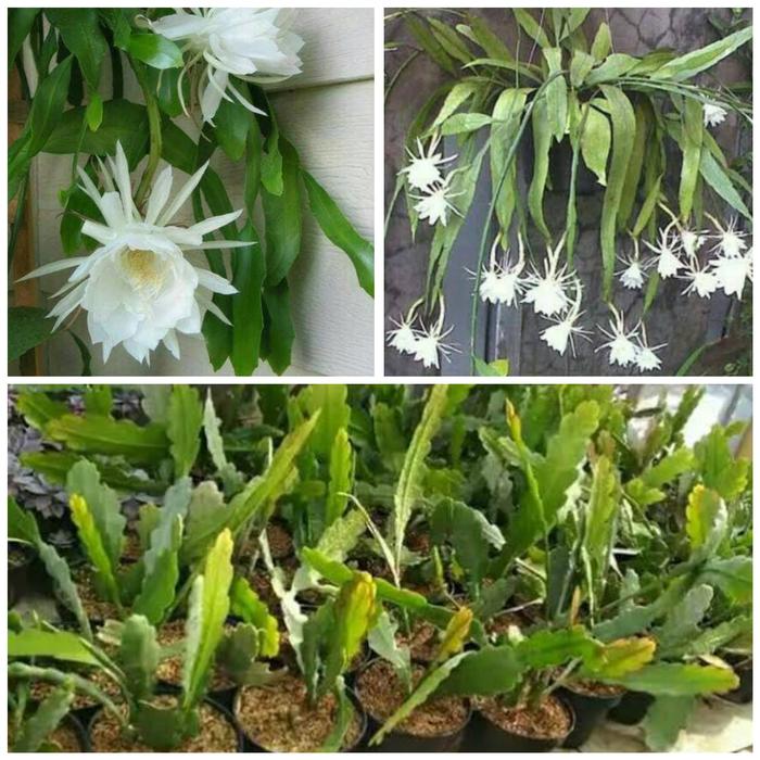 Jual Bibit Bunga Wijaya Kusuma Putih - Kab. Kediri - bibitunggulberkah ...