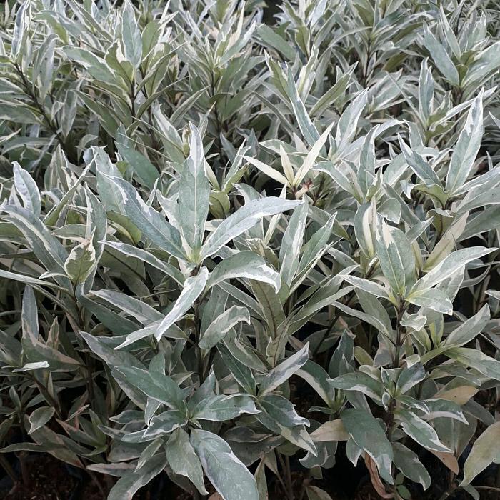 Jual tanaman hias gandarusa, daun putih - Kab. Bogor - karuniataman ...