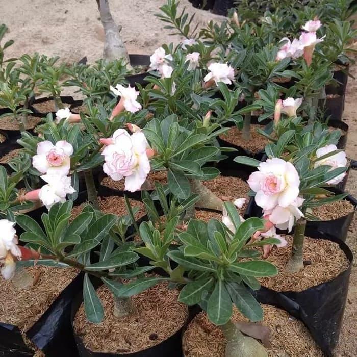 Jual Tanaman hias Adenium / Kamboja Jepang - Kab. Bogor - alisa Taman ...