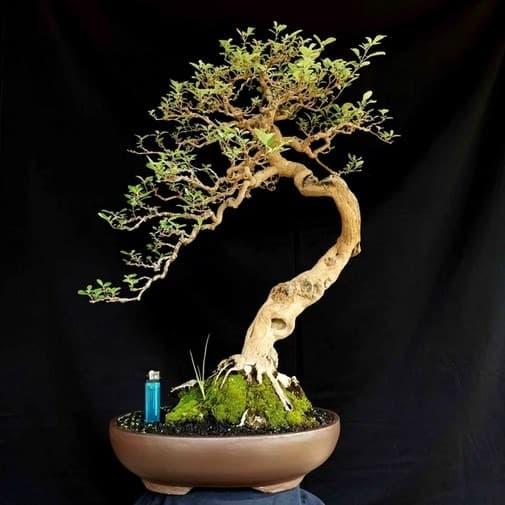 Jual Bonsai GK55T1 Pohon Legundi Prospek Juara Kontes - Kota Surakarta ...