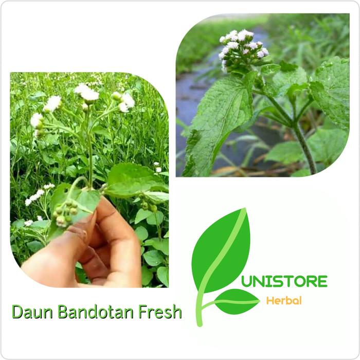 Jual DAUN BANDOTAN SEGAR 500GR | BABADOTAN SEGAR TANAMAN HERBAL - Kab ...