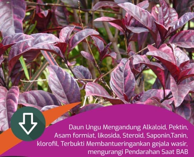 Jual Daun Handeleum Handeuleum Daun Ungu Obat Wasir Ambeien Ambeyen ...