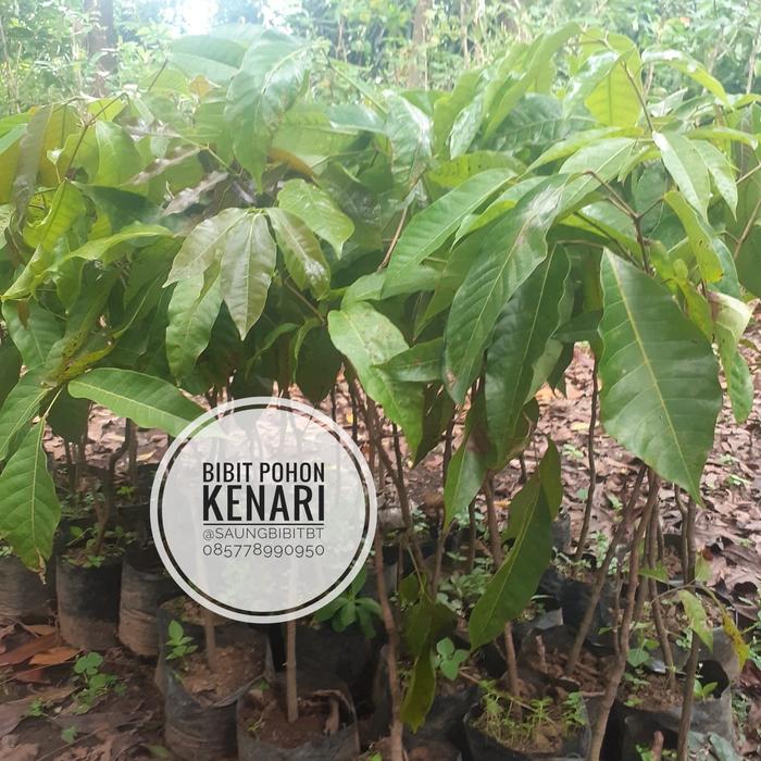 Pohon Kenari