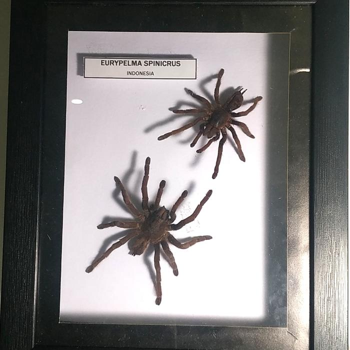 Jual AWETAN SERANGGA UNIK TARANTULA JAWA DALAM FRAME - Jakarta Barat ...