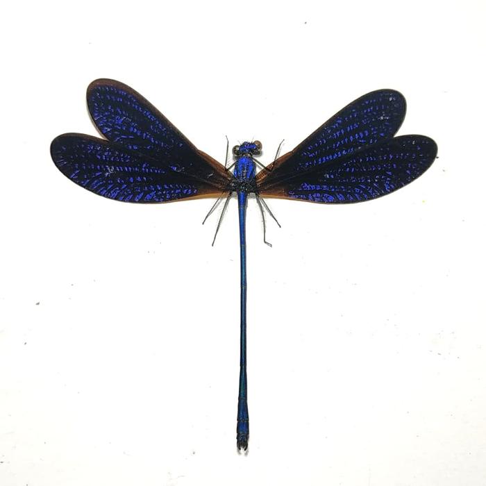 Jual AWETAN SERANGGA UNIK CAPUNG JARUM BIRU METALIC JANTAN - Jakarta ...