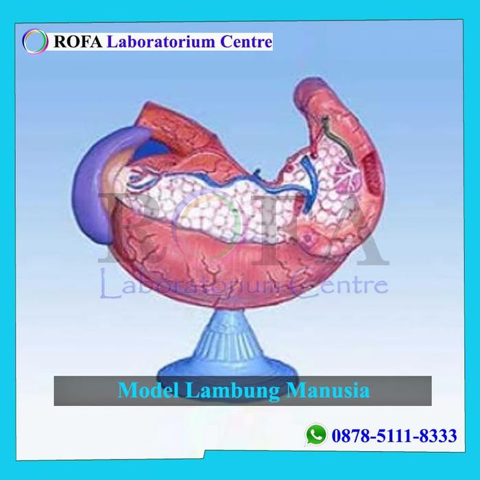 Jual Model Lambung Manusia - Kota Bandung - ROFA Laboratorium Centre ...