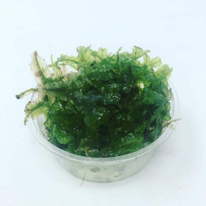 Jual Moss Pelia Tanaman Aquascape Lumut - Hiasan Aquarium porsi bahan ...