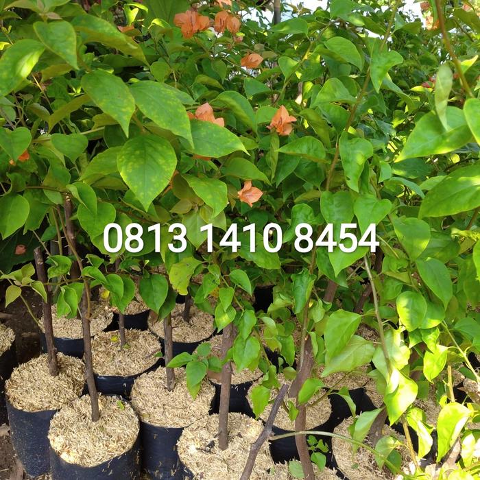 Jual Pohon bugenvil / bibit tanaman bunga bugenvil / pohon genvil - Kab ...