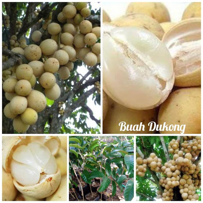 Jual Bibit Buah Dukong (Duku Malaysia) unggul dan Berkuwalitas. - Kota ...
