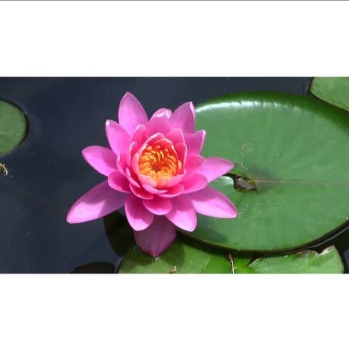 Jual Tanaman Hias Air Aquascape - Bibit Bunga Teratai Pink Try - Kab ...