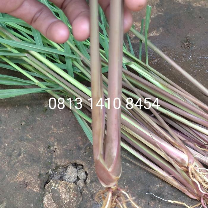 Jual Bibit tanaman serai merah / Pohon Sereh wangi, Cymbopogon nardus ...