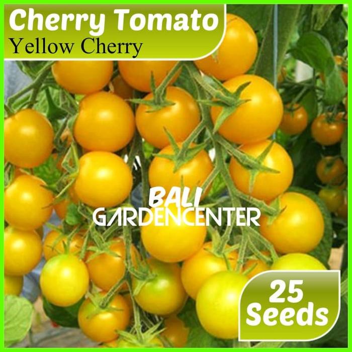 Jual Benih Biji Tomat Cherry Kuning - Yellow Cherry Tomato - Kab. Badung - Bali Gardencenter ...