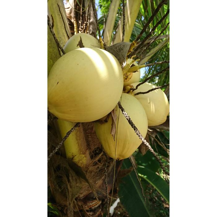 Kelapa Kuning