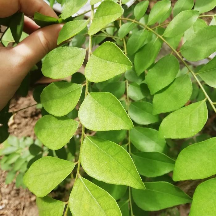 Jual daun kare kari salam koja temurui segar fresh leaf - Kota Surabaya ...