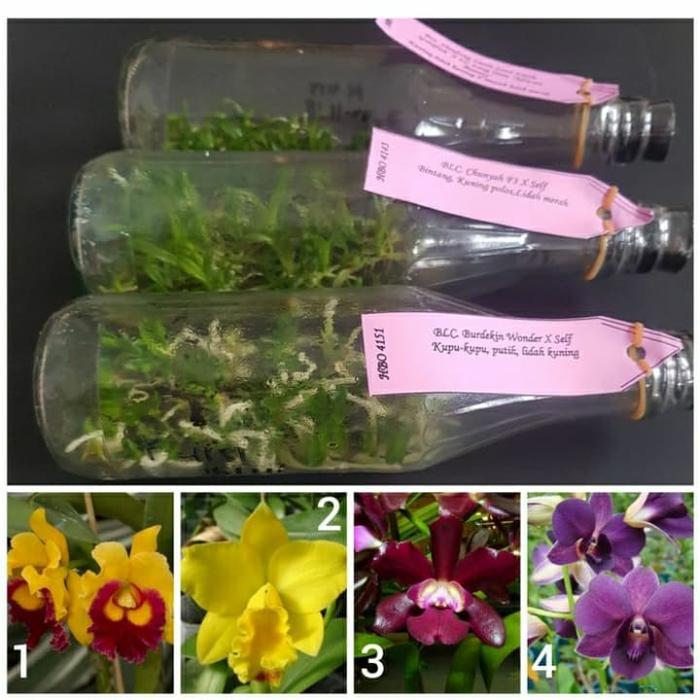 Jual bibit anggrek cattlea dalam botol warna mix - Kota Batu ...
