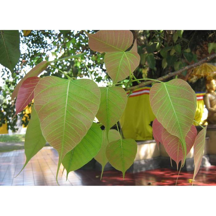 Jual Daun bodhi segar - Obat herbal dari nusantara - Jakarta Pusat ...