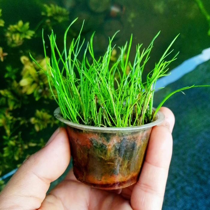 Lilaeopsis Mauritiana