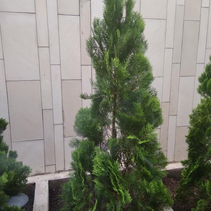 Jual pohon Cemara kipas tinggi 2 meter - Kota Depok - Tanaman hias ...